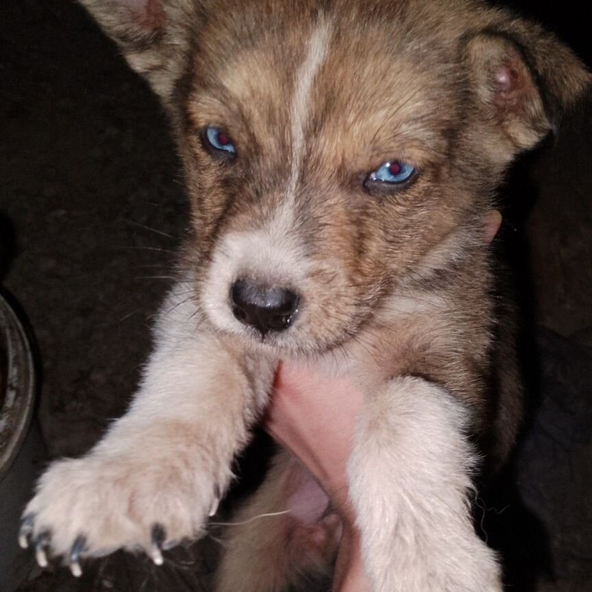 Щенок в добрые руки бесплатно