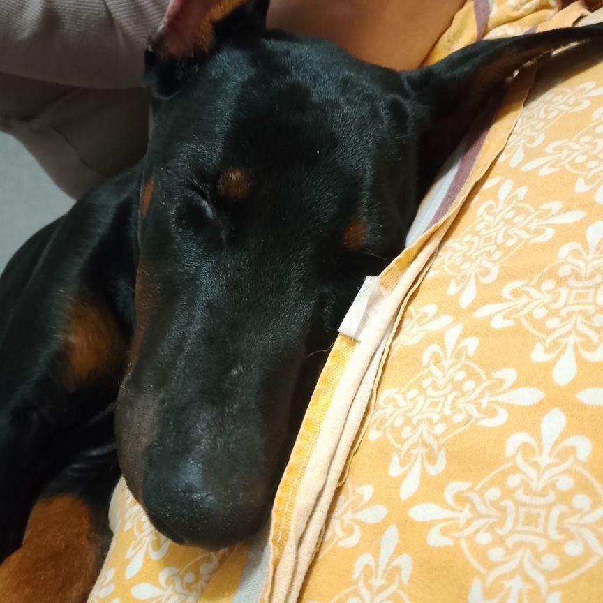 Доберман, щенок