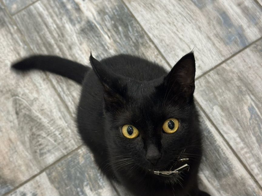 Найдена кошка