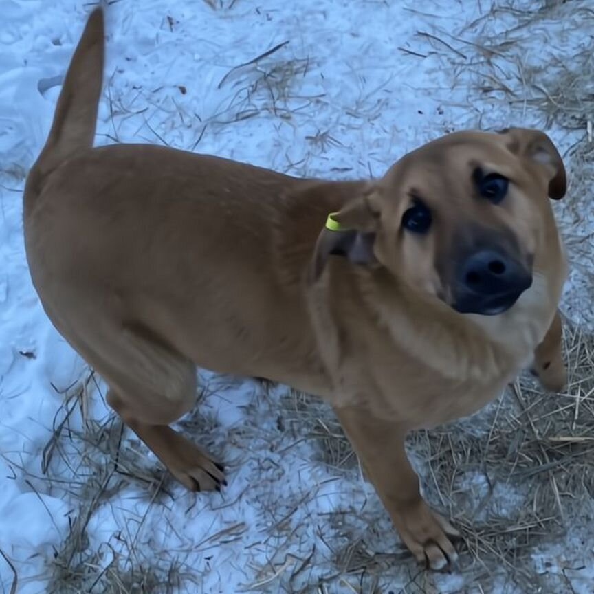 Щенок в добрые руки