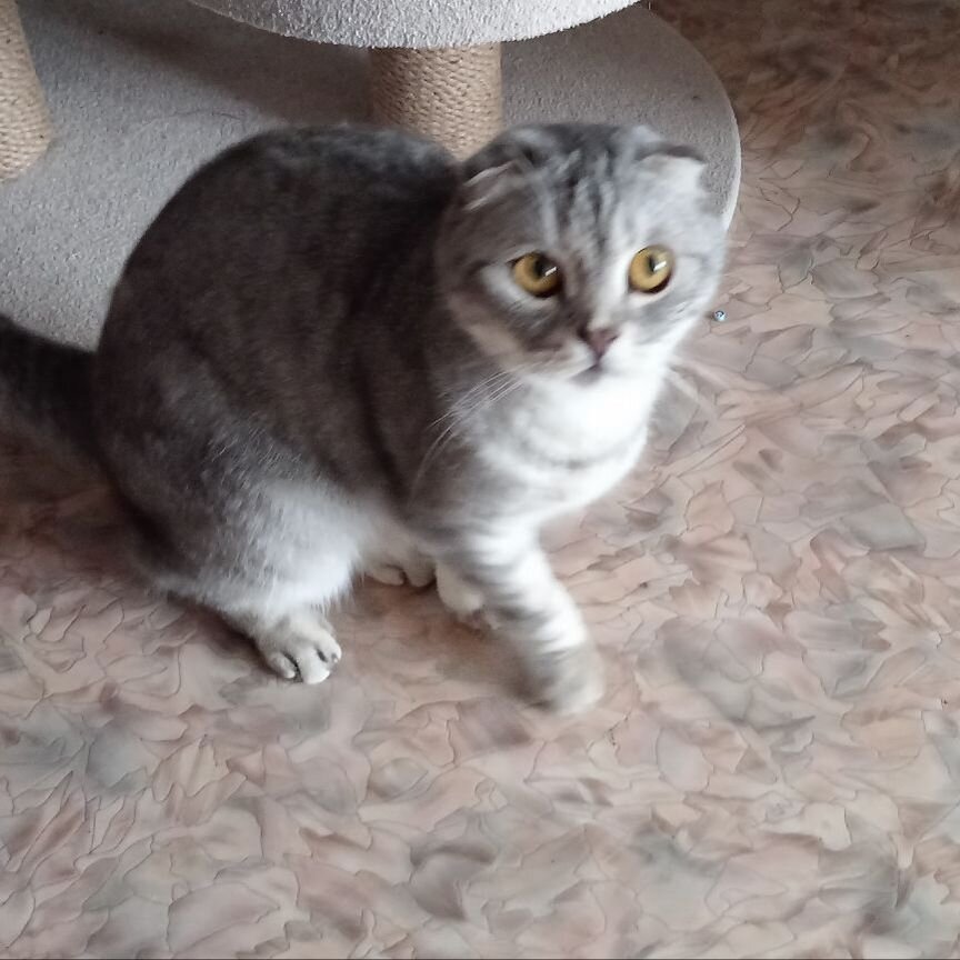 Шотландская вислоухая