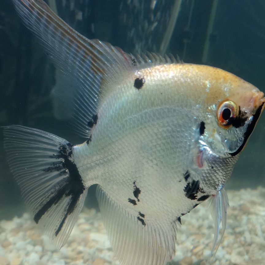 Рыбка Скалярия Кои