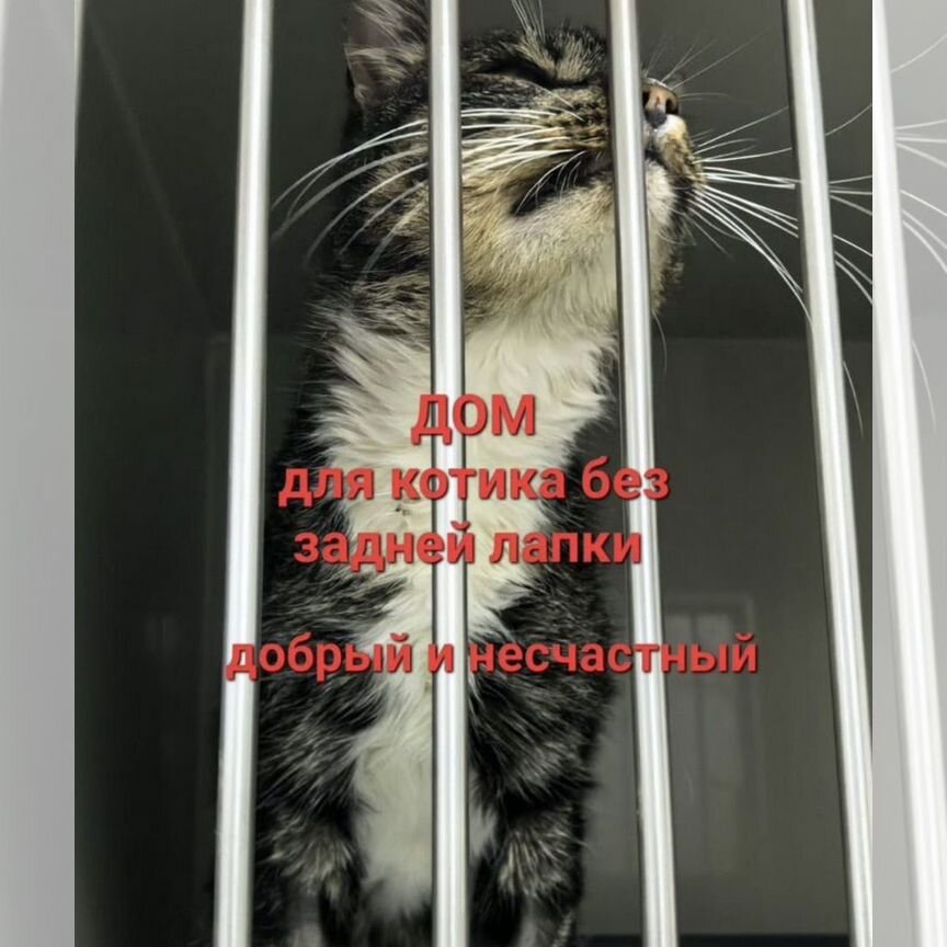 Взрослый кот в добрые руки