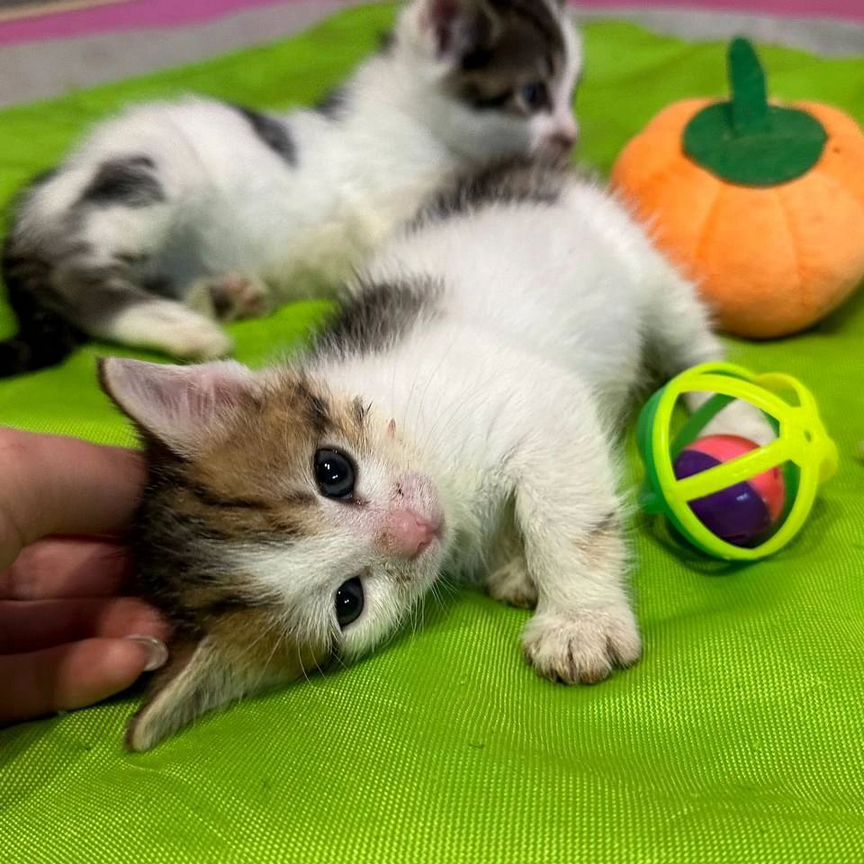 Два очень ласковых котенка