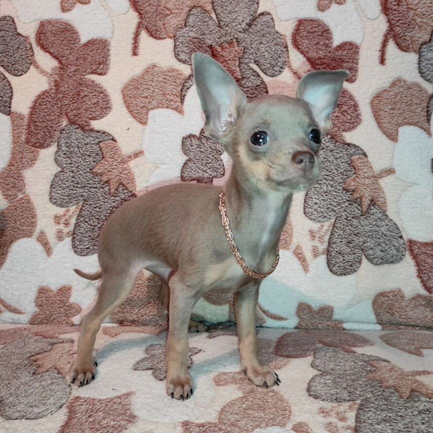 Маленькая кнопка