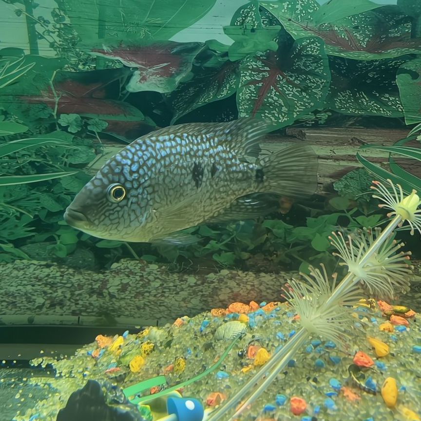 Аквариумные рыбки