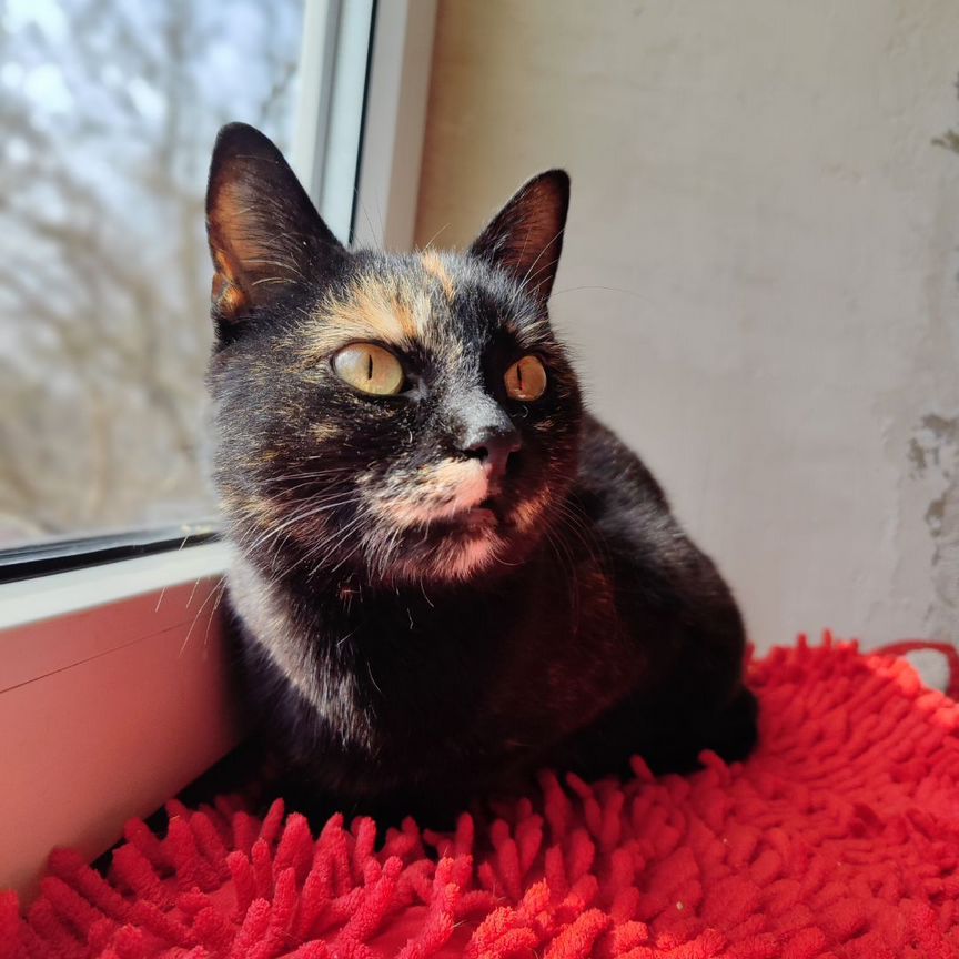 Трёхцветная кошечка