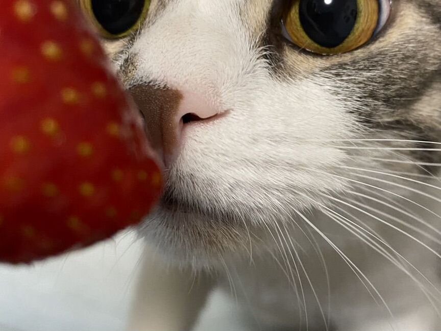 Отдам кота в добрые руки