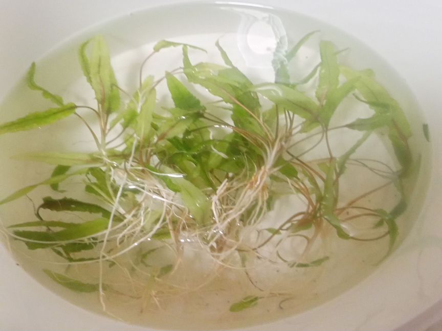 Растения аквариумные