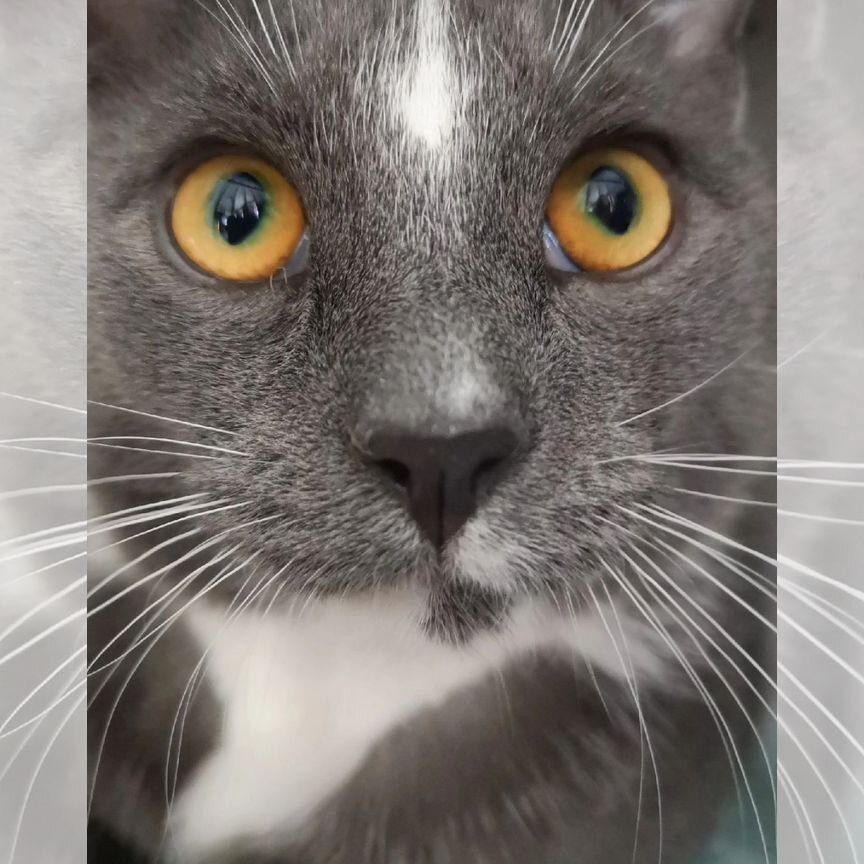 Шикарный кот в поисках дома