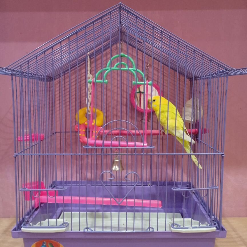 Попугай волнистый с клеткой