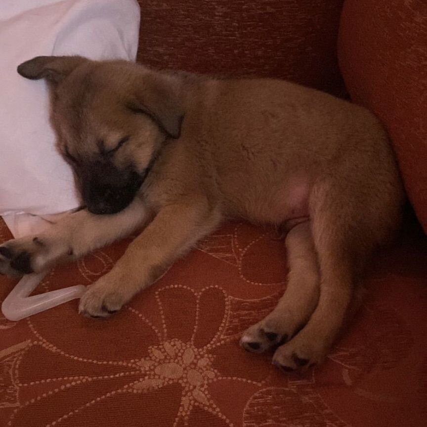 Щенок мальчик в добрые руки