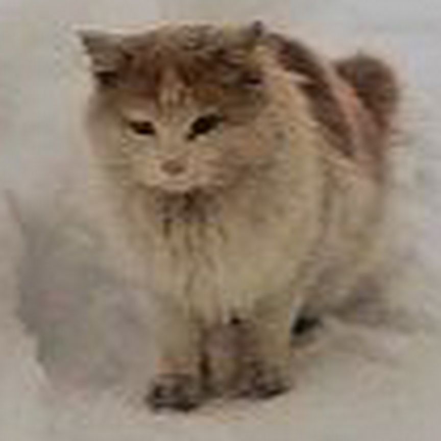 Взрослый кот в добрые руки