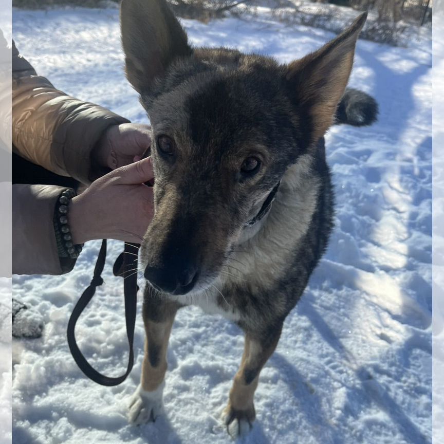 Взрослый пёс в добрые руки