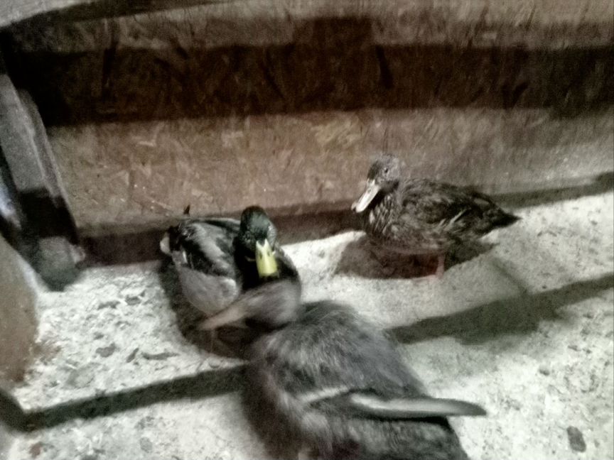 Семья диких уток