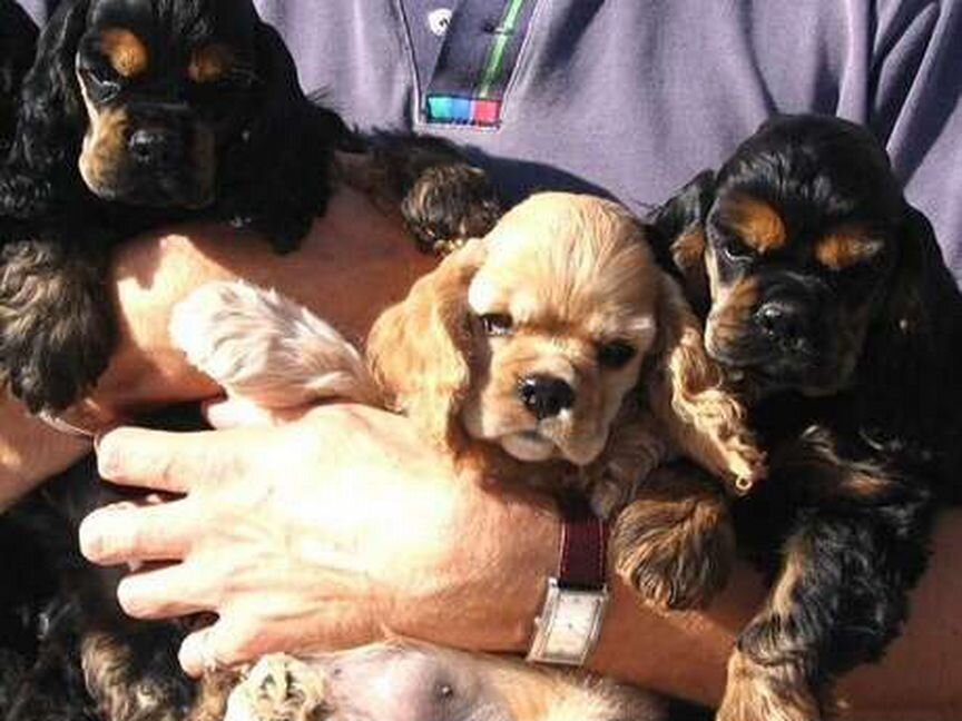 Америкашки