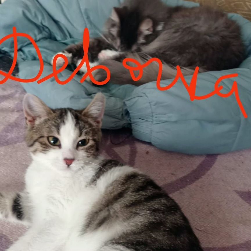Котята найдены на мусорке в пакете