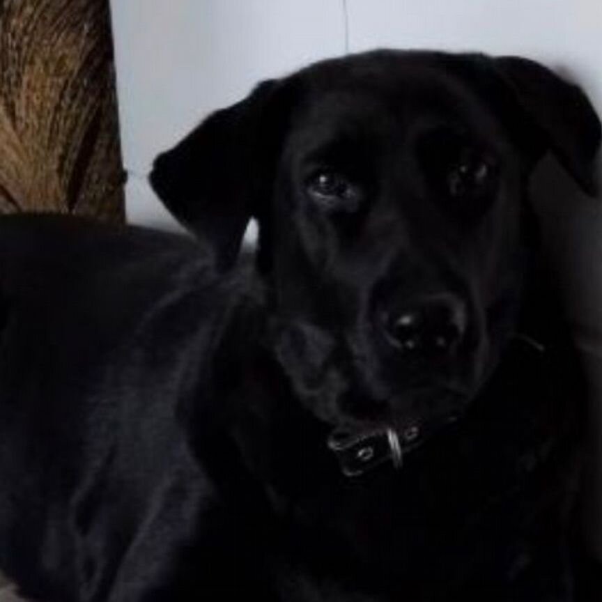 Случка собак