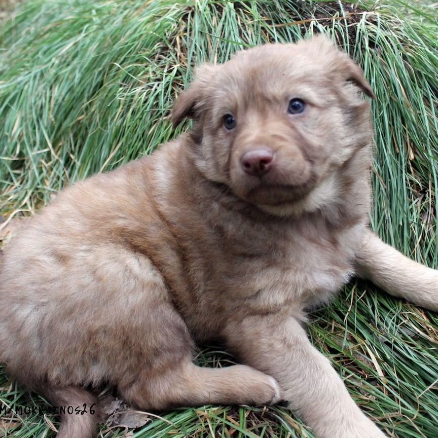 Щенок в добрые руки