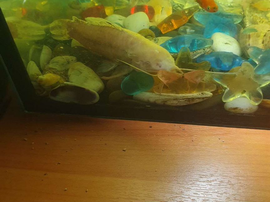 Живая рыба сом и меченосцы