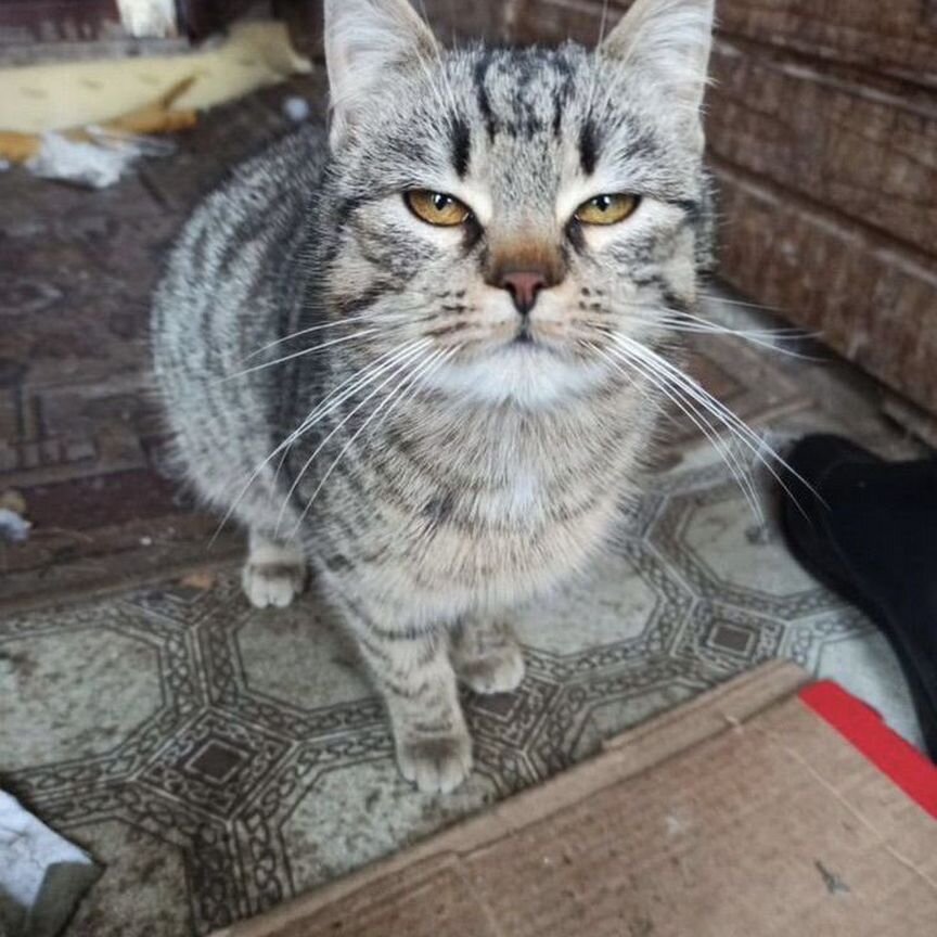 Коты и кошки в свой дом