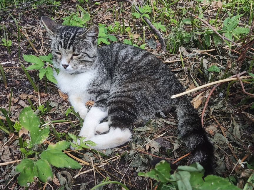 Котик в добрые руки