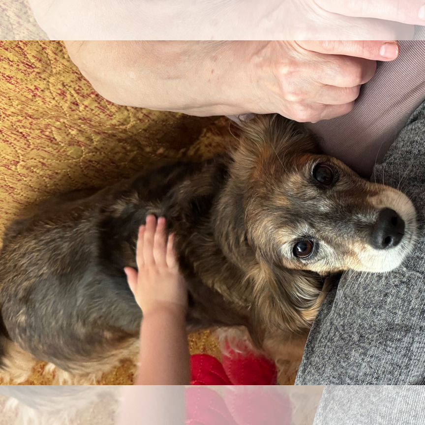 Такса, взрослая собака