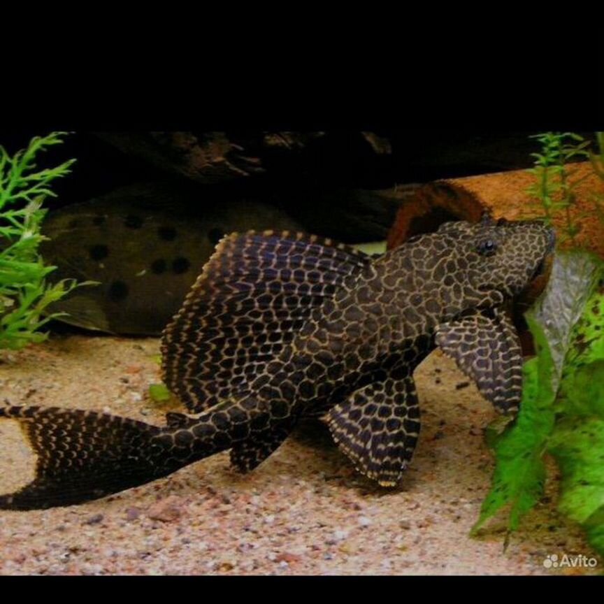 Парчевый сом