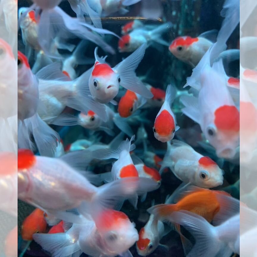 Золотые рыбки