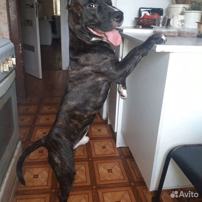 Стафф. Мальчик