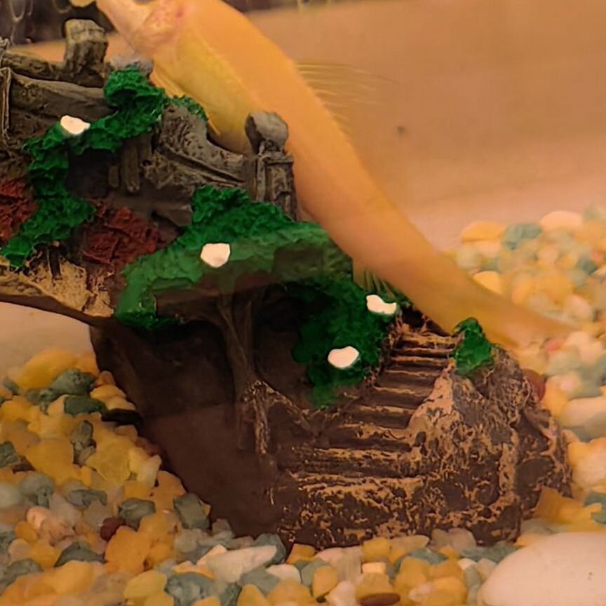 Сомик Гиринохейлус