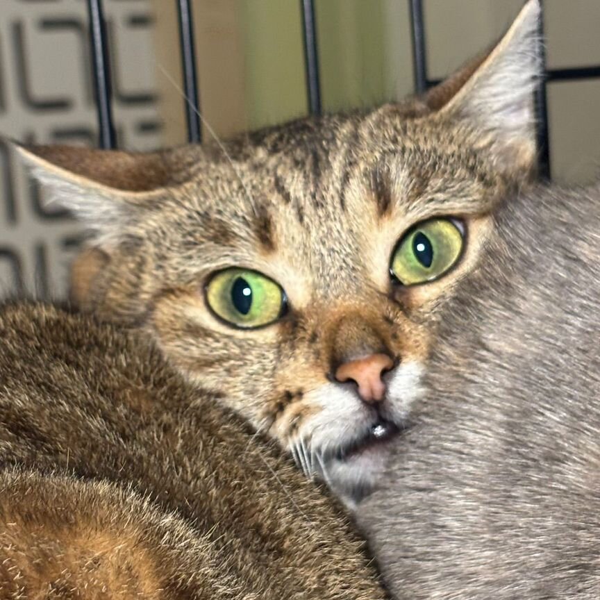 Взрослая, кошка в добрые руки