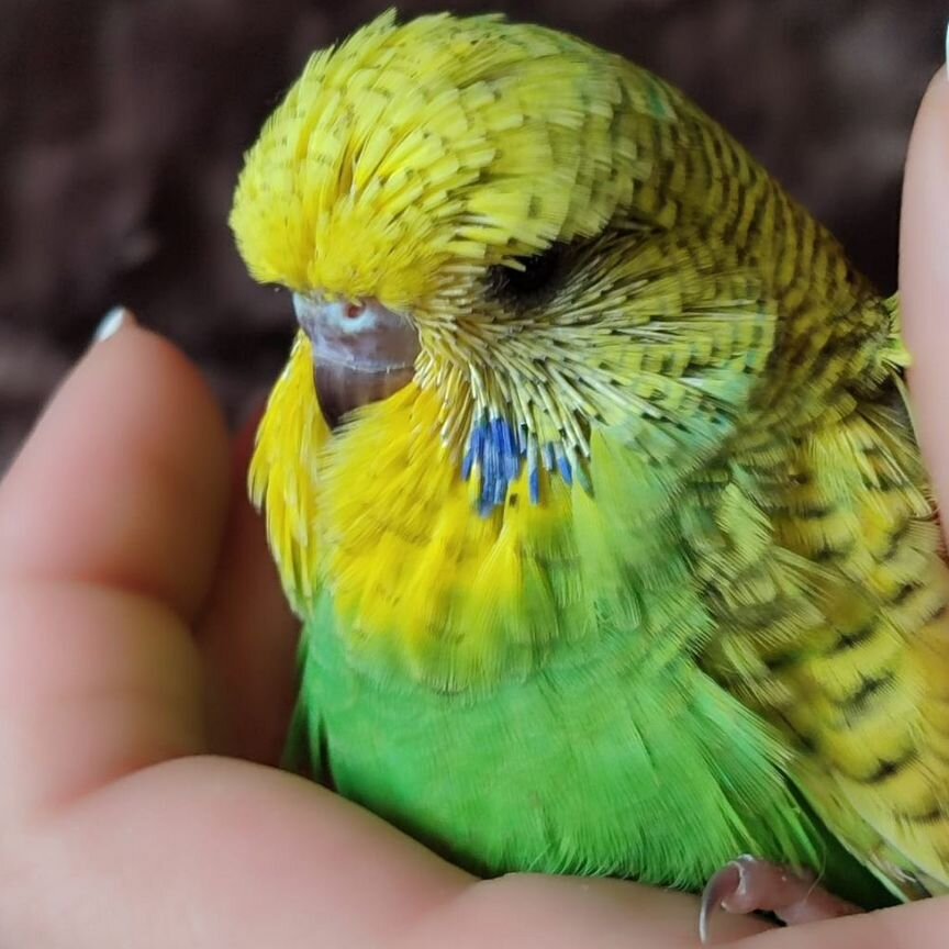 Птицы ввп чехи