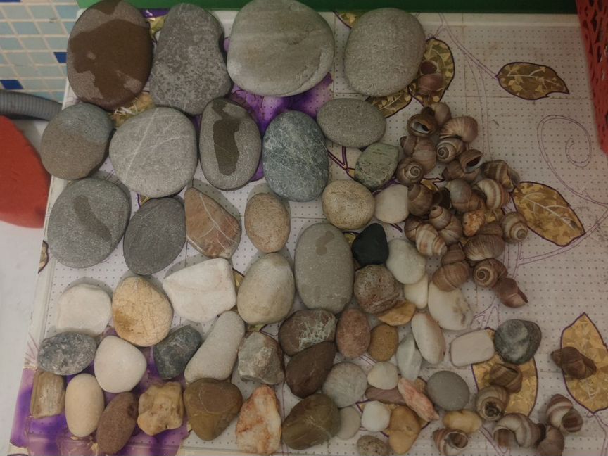 Камень ракушка для аквариума