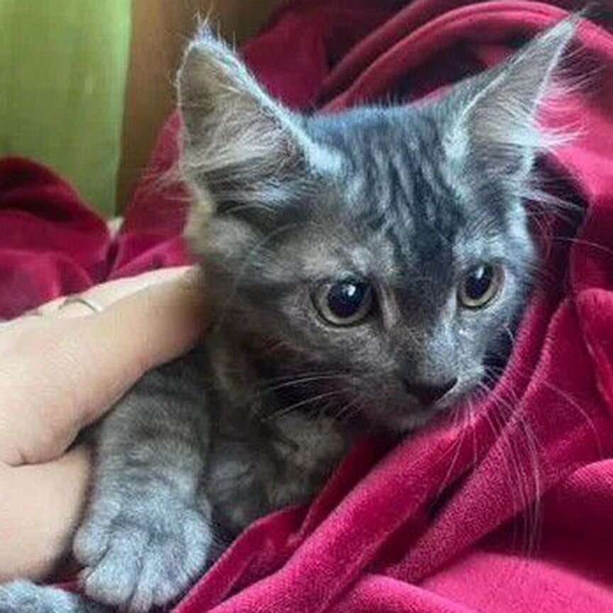 Котенок девочка серая