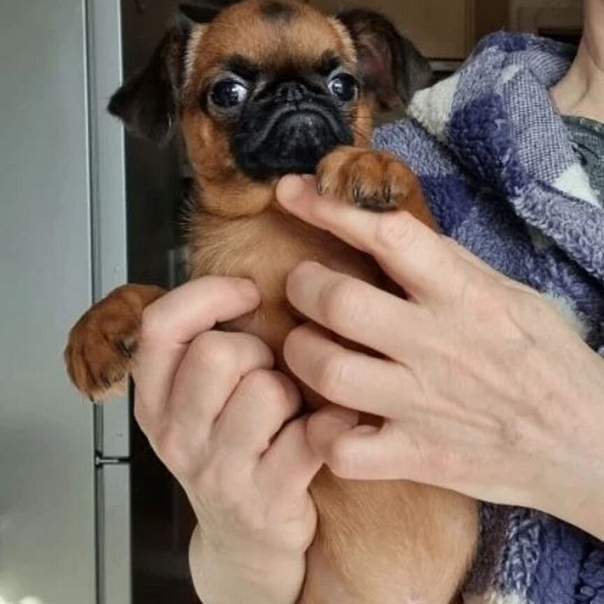 Пти-брабансон, щенок