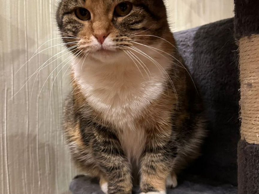 Кошка Маша