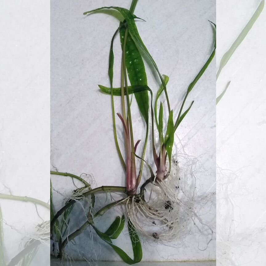 Растения для аквариума