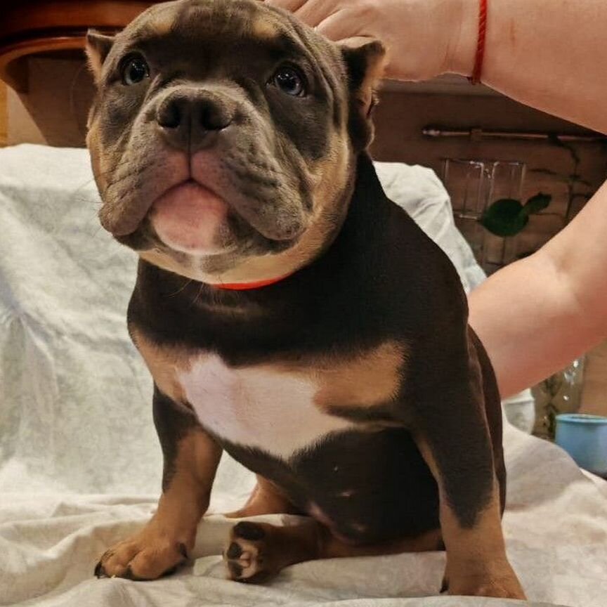 Американский булли, щенок