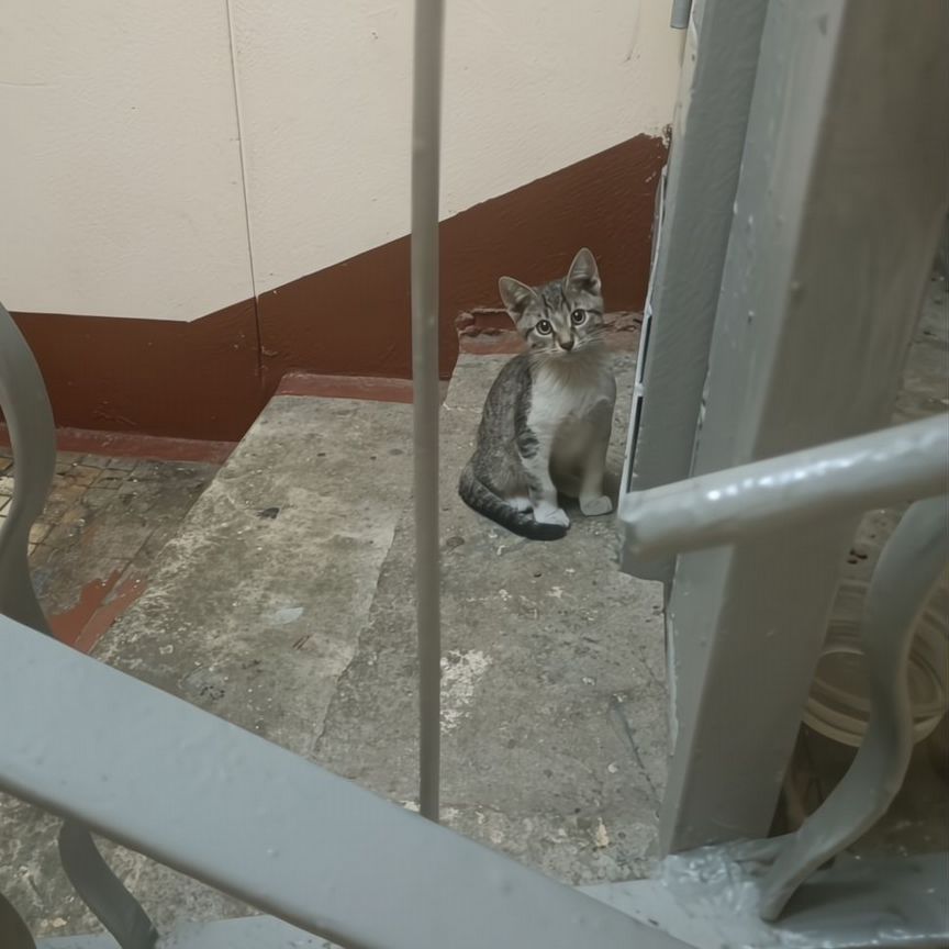 Котята в добрые руки бесплатно москва