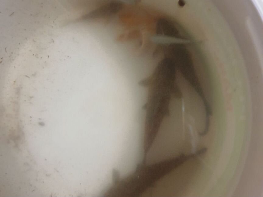 Аквариумные рыбки отдам бесплатно