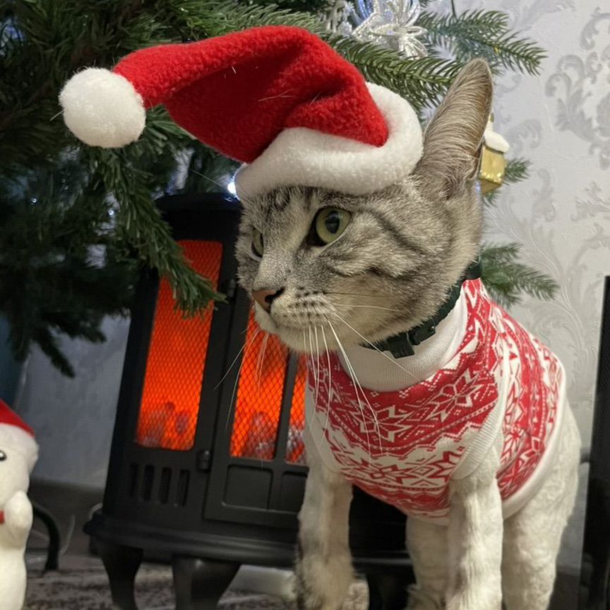 Новогодний подарок кошка