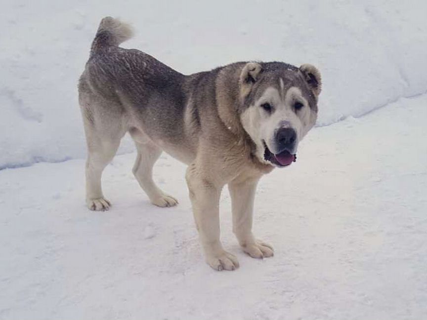 Вязка с кобелем алабай