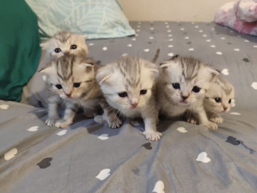 Котятки-ребятки