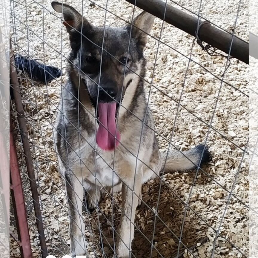 Взрослая собака в добрые руки