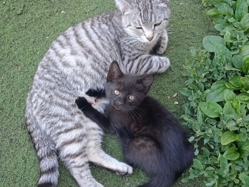 Котята в добрые руки бесплатно