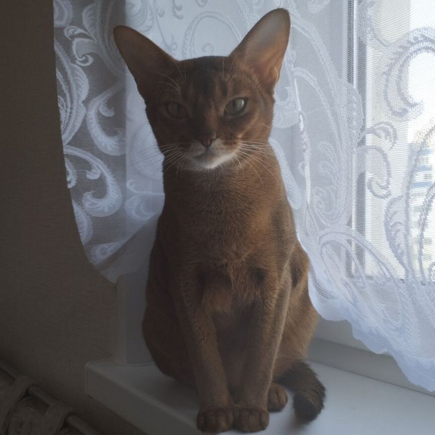 Кошки бесплатно