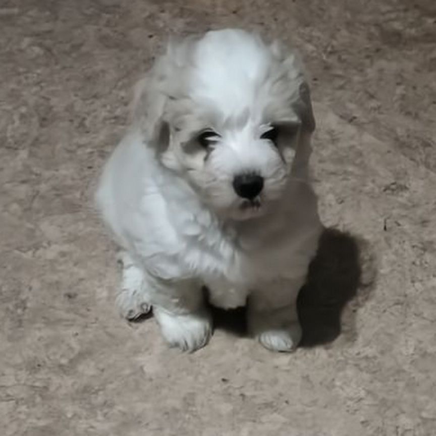 Русская цветная болонка, щенок