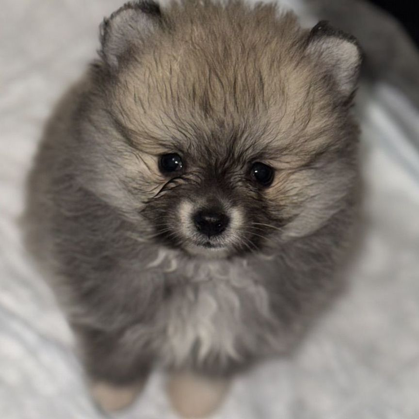 Померанский шпиц, щенок