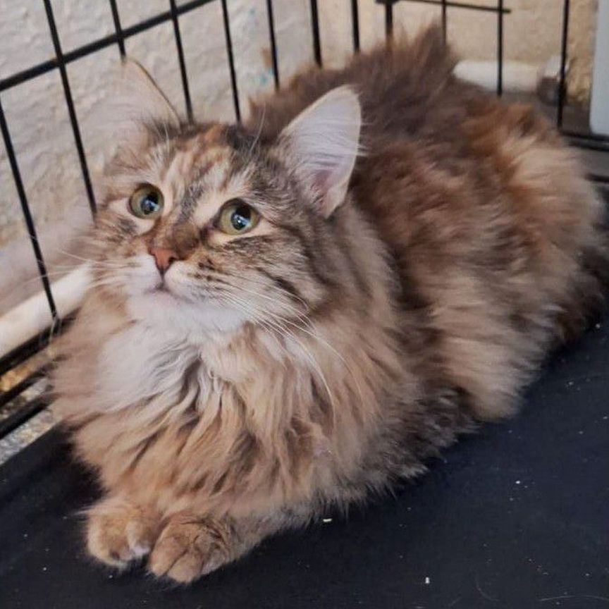 Кошка в поисках дома